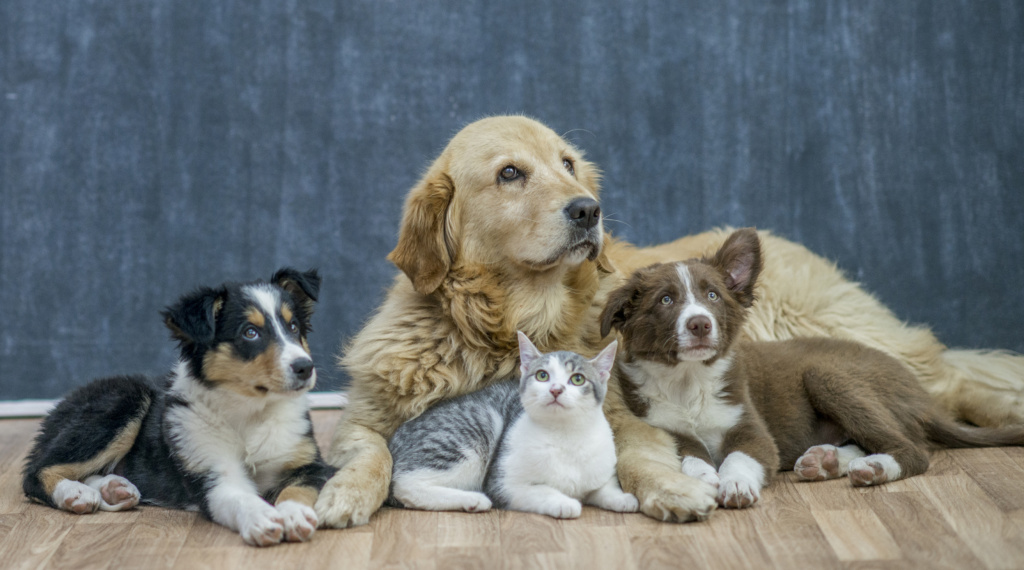 $14 Adoptions and Animal Care Events at Bryan Animal Center